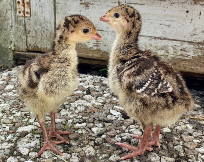 Day Old Turkey Poult Identification – Meyer Hatchery